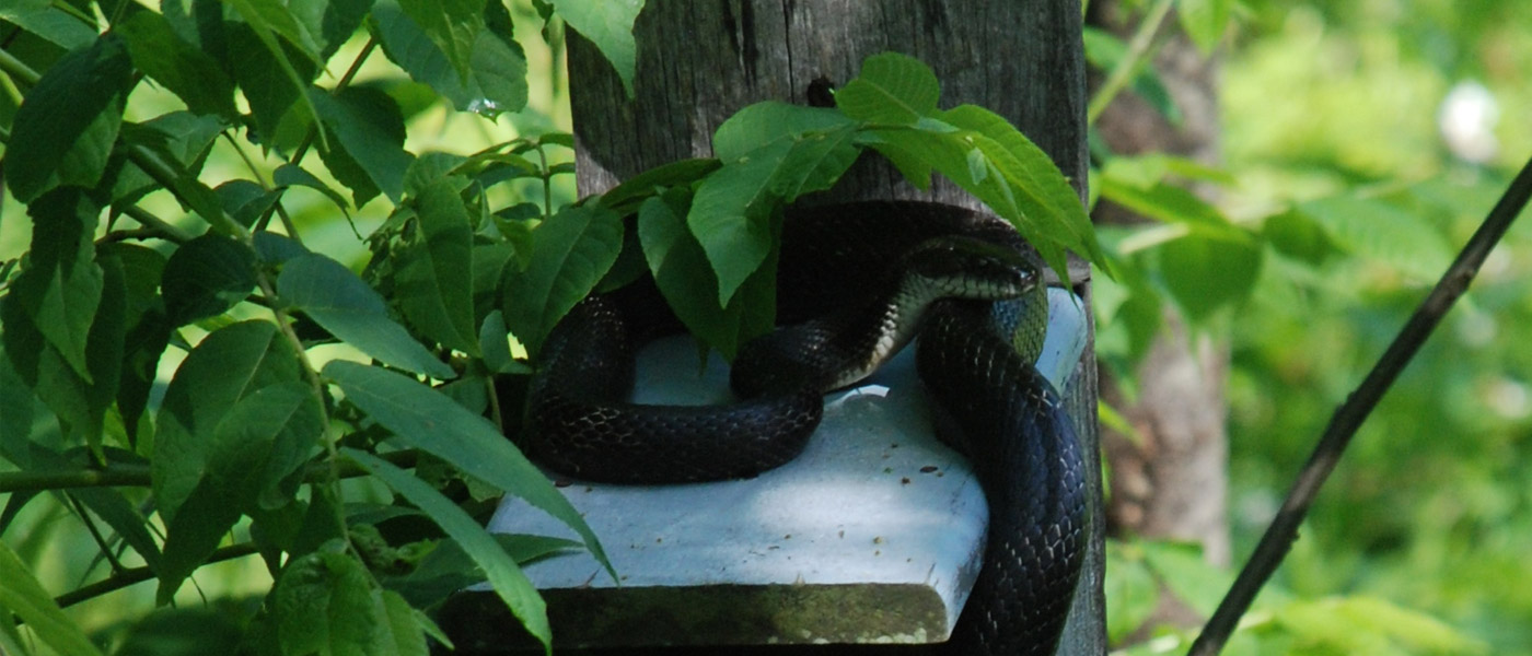 How to Protect Your Birdhouse • BirdHouseSupply.com